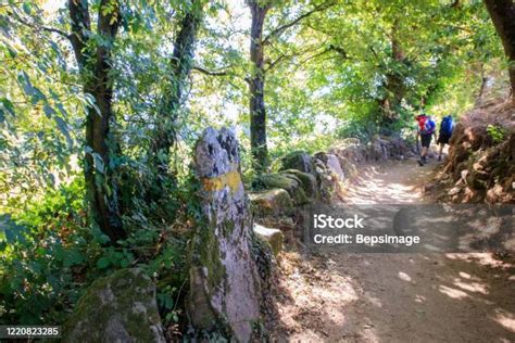 세인트 제임스의 길을 따라 나무 길을 걷는 순례자 의 부부 순례자에 대한 스톡 사진 및 기타 이미지 순례자 카미노 데 산티아고 거리 Istock