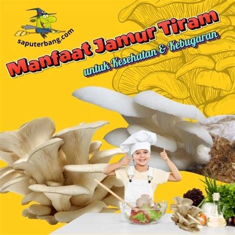 Manfaat Jamur Tiram Bagi Kesehatan Dan Kebugaran