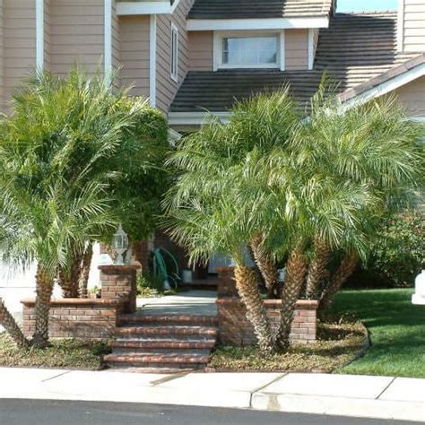 Pygmy Date Palm Multi Plants Express