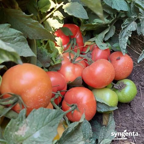 Dylla F1 Tomato Dylla F1 Syngenta Vegetables Zambia Facebook