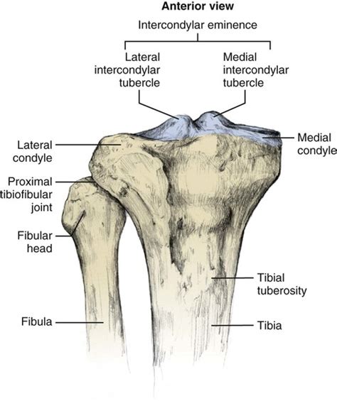 Intercondylar Fossa Tibia