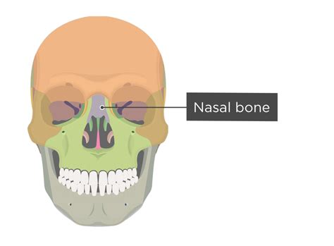 Inferior Nasal Bone