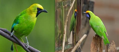 Daftar Harga Burung Cucak Ijo 2025 Berdasarkan Jenisnya