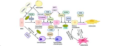 Different Transcription Factors Regulate Three Different Download