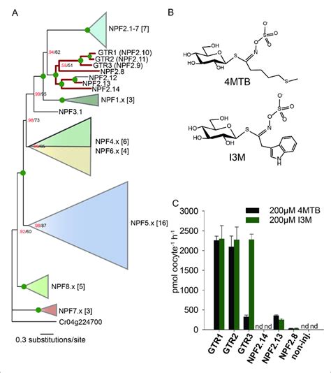Identification Of The Indole Specific Glucosinolate Transporter Gtr3 In