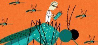 Mosquito Food Chain Ecology