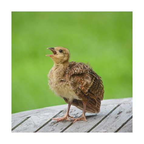 Wordless Wednesday Cimple A Curious Introverts Musings And Photos About Life And Enjoyment