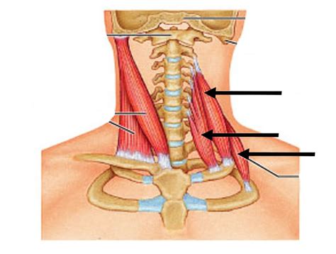 Sternocleidomastoid Clavicle Insertion