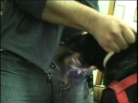 Trained Dog Licks And Sucks My Boner With Pleasure