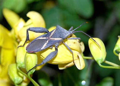 Crusader Bug Mictis Profana