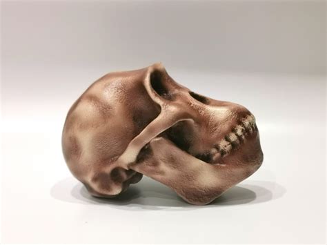 Australopithecus Africanus Skull Replica Full Size 3d Printed Etsy