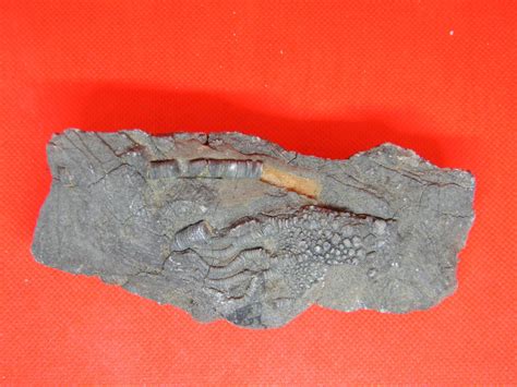 Fossil Specimen Crinoids Cystoids And Blastoids Jurassic James