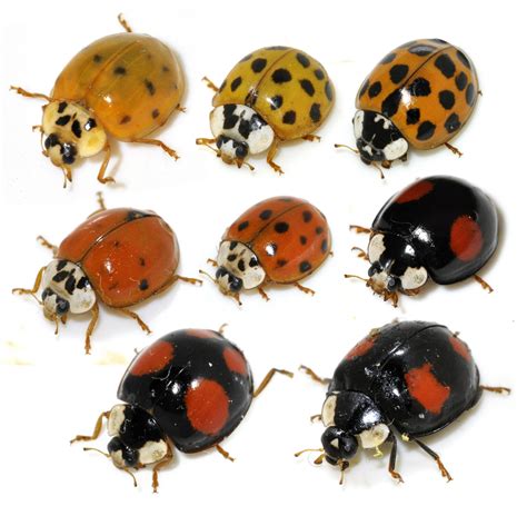 Overwintering Pests And How To Keep Them Out Sprague Pest Solutions