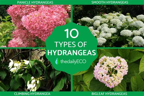 10 Types Of Hydrangeas Definition Characteristics Species