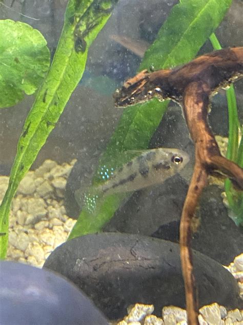 Help Identifying Fish And Sex Aquarium