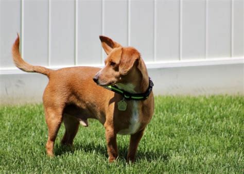 Chiweenie Dog Breed Profile Top Dog Tips