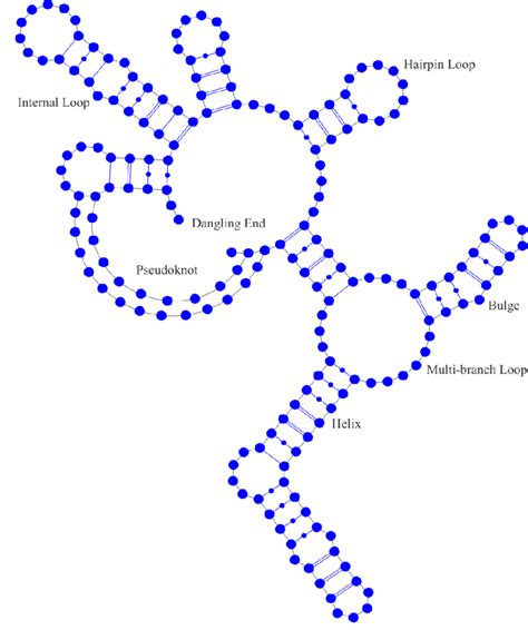Secondary Structure Of Rna With All Stems And Loops Download