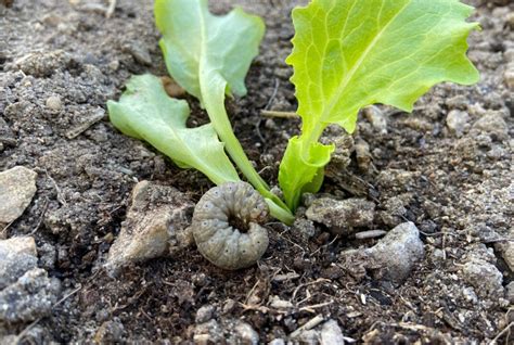 How To Protect Potatoes And Carrots From Wireworm Damage She Grows Veg