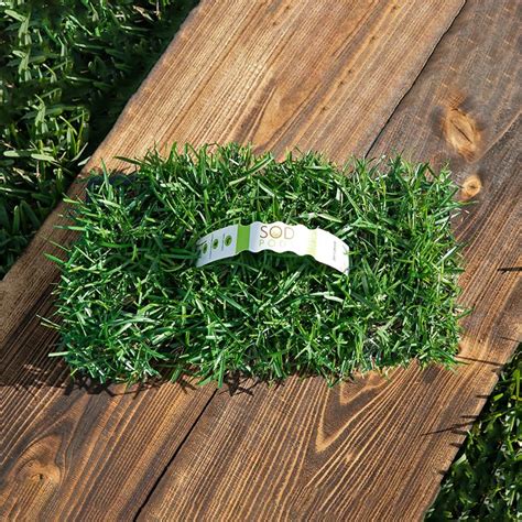Sod Pods Centipede Grass Plugs 64 Count Natural Affordable Lawn