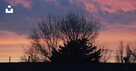 분홍색과 푸른 하늘을 배경으로 나무의 실루엣이 그려져 있습니다 사진 Unsplash의 무료 해질녘 이미지