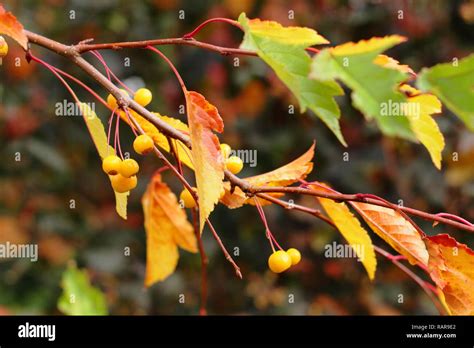 Crabapple Tree Fall