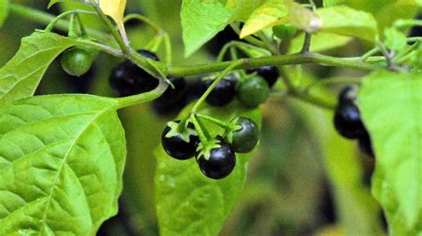 Black Nightshade Plant Names In Kannada At Jasper Butler Blog
