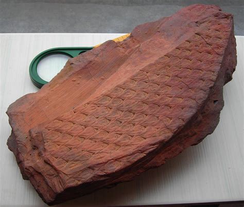 Lepidodendron Aculeatum Bark Member Collections The Fossil Forum