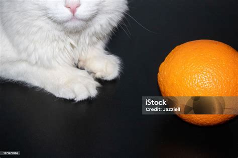검은 색 배경에 고립 된 분홍색 코와 밝은 잘 익은 오렌지와 흰색 솜털 고양이 0명에 대한 스톡 사진 및 기타 이미지 0명 감귤 감귤류 과일 Istock