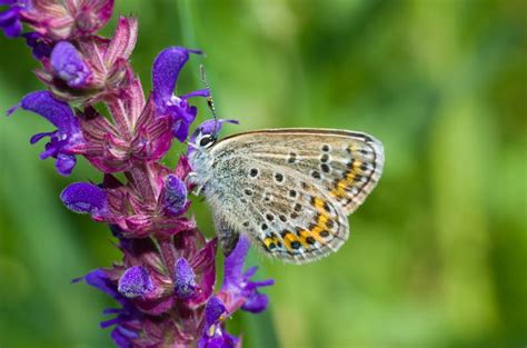 Common Blue Butterfly On A Wild Flower Stock Image Image Of Antenna