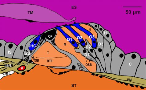 Drawing Of A Radial Section Showing All Cell Types And Extracellular Download Scientific