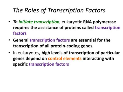 Ppt Chapter 15 Regulation Of Gene Expression Powerpoint Presentation