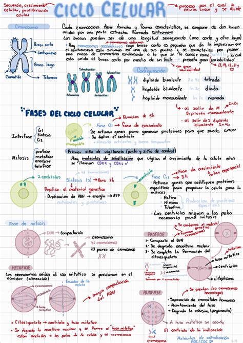Ciclo Celular Y Su Regulacionpdf