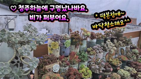 천둥까지 치고 어마무시하게 쏟아져요 ♥️ 삼계탕먹고 힘내자 힘 다육 옥상다육 옥상하우스 청주하늘정원장마비