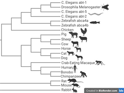 Phylogeny