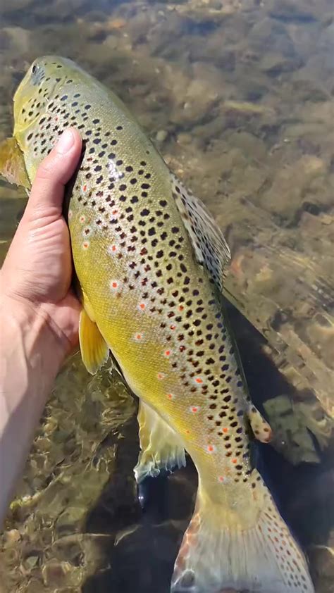 მდინარეების მშვენება😍🐟👌 თევზაობის მოყვარულები Facebook