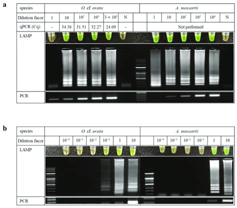 Comparison Of The Detection Sensitivity With Loop Mediated Isothermal Download Scientific