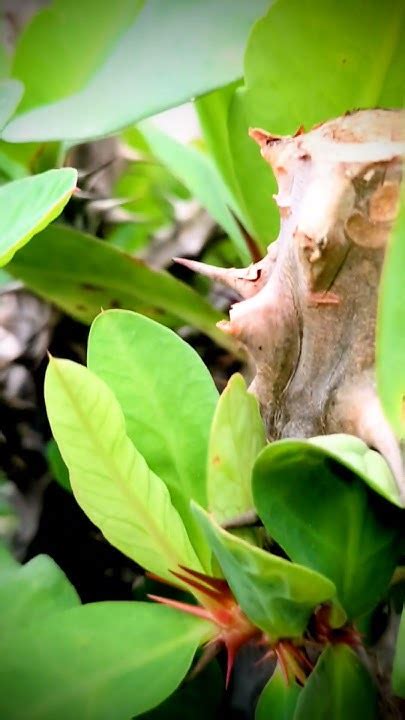 A Wondering Gerrn Plant With Thorns Youtubeshorts Nature