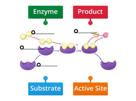 Enzyme Substrate Complex Labelled Diagram