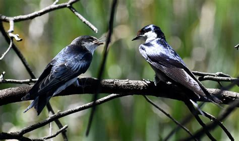 White Throated Swallows Feeding Their Young South Africa Rbirding