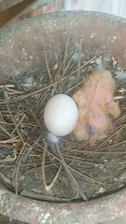 কবুতরের বাচ্চা Youtube