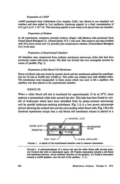 Analysis Of Chemotaxis In White Blood Cells Pmc