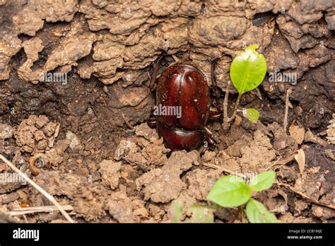 Japanese Rhinoceros Beetle Kabutomushi Diving To Ground Under Kunugi