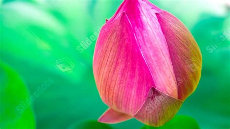 ดอกไม้และต้นไม้ ดอกบัวฤดูร้อน ดาวน์โหลดพื้นหลัง Powerpoint ฟรี Slidesdocs