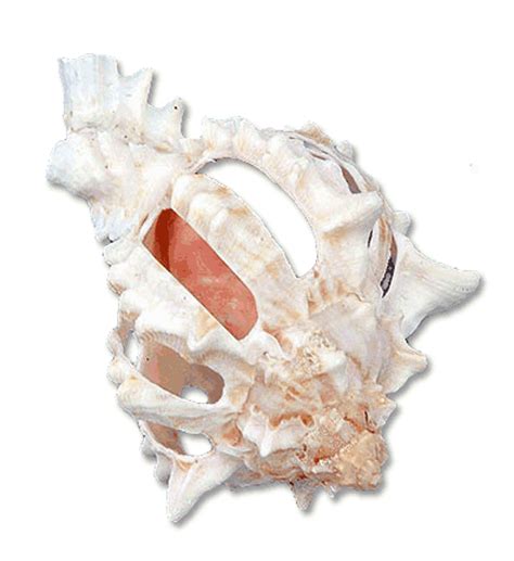 Pink Murex Seashells California Seashell Company