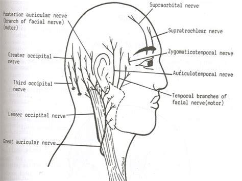 Face And Scalp Flashcards Quizlet
