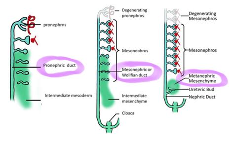 Renal Anatomy 2 Flashcards Quizlet