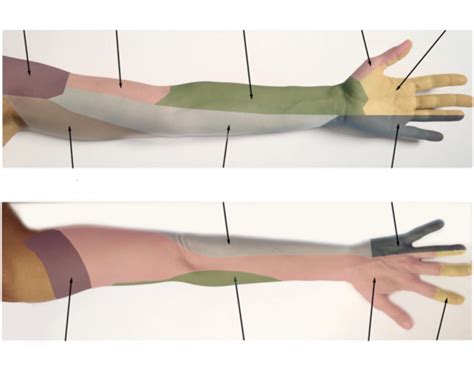 Brachial Plexus Innervation Areas Quiz