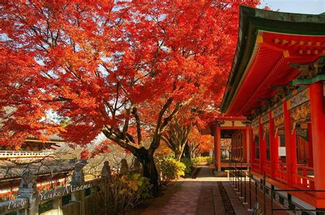 秋の耕三寺 尾道の紅葉スポット生口島の耕三寺もみじ景色広島県尾道市 備後カメラ部