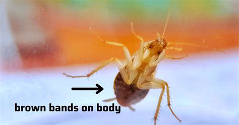 What Is A Brown Banded Cockroach How To Id Them