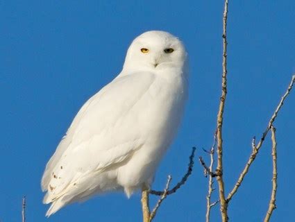 Snowy Owl Identification All About Birds Cornell Lab Of Ornithology
